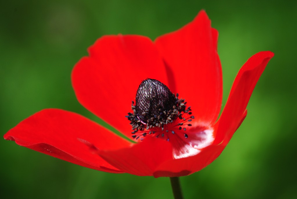 Author and Podcaster Hannah Klein